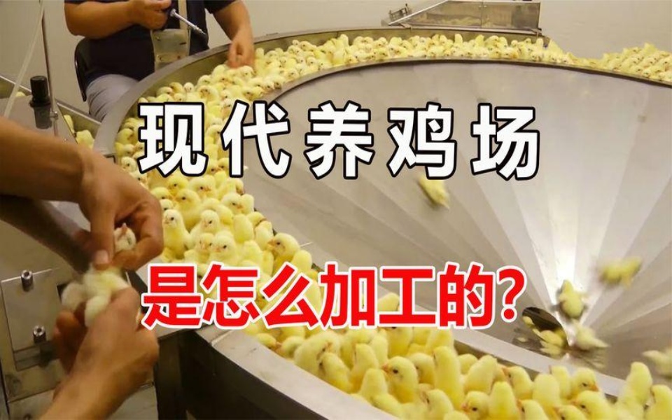 现代养鸡场是怎么加工的?全自动机械化设备,一天能杀几万只