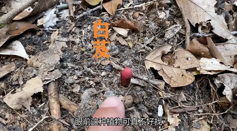 白芨,很少有人知道它的好,可别把当成杂草