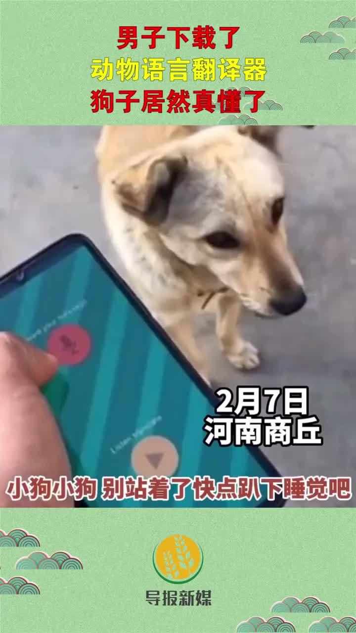 男子下载了动物语言翻译器,狗子居然真懂了,还找个暖和的地方