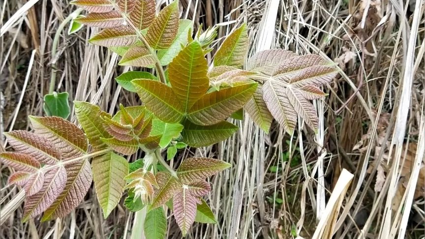 “盐肤木”根花叶果不仅有药用价值,还是蜜源植物,看完涨知识