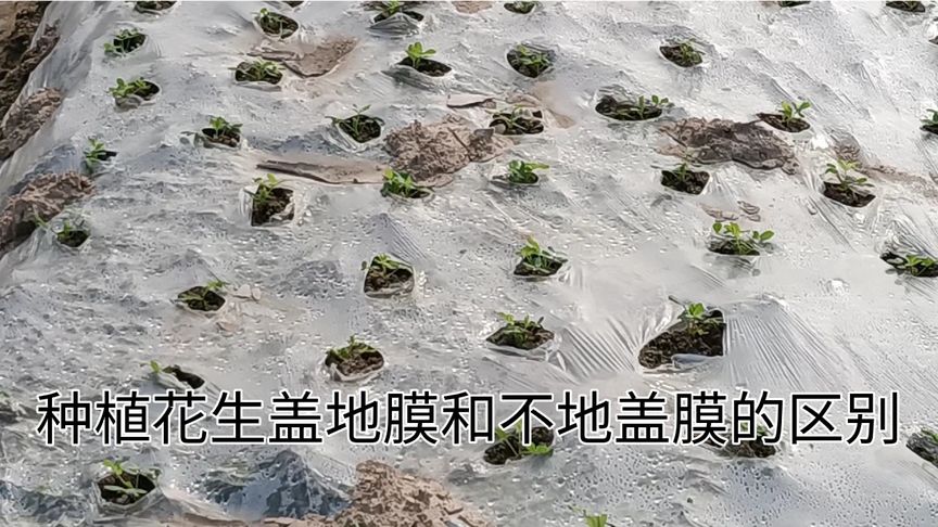 种植花生盖地膜,和不盖地膜的区别,各有千秋吧!