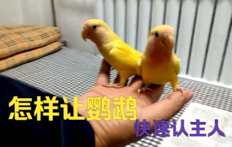 怎样让鹦鹉快速认主人,快来看看吧