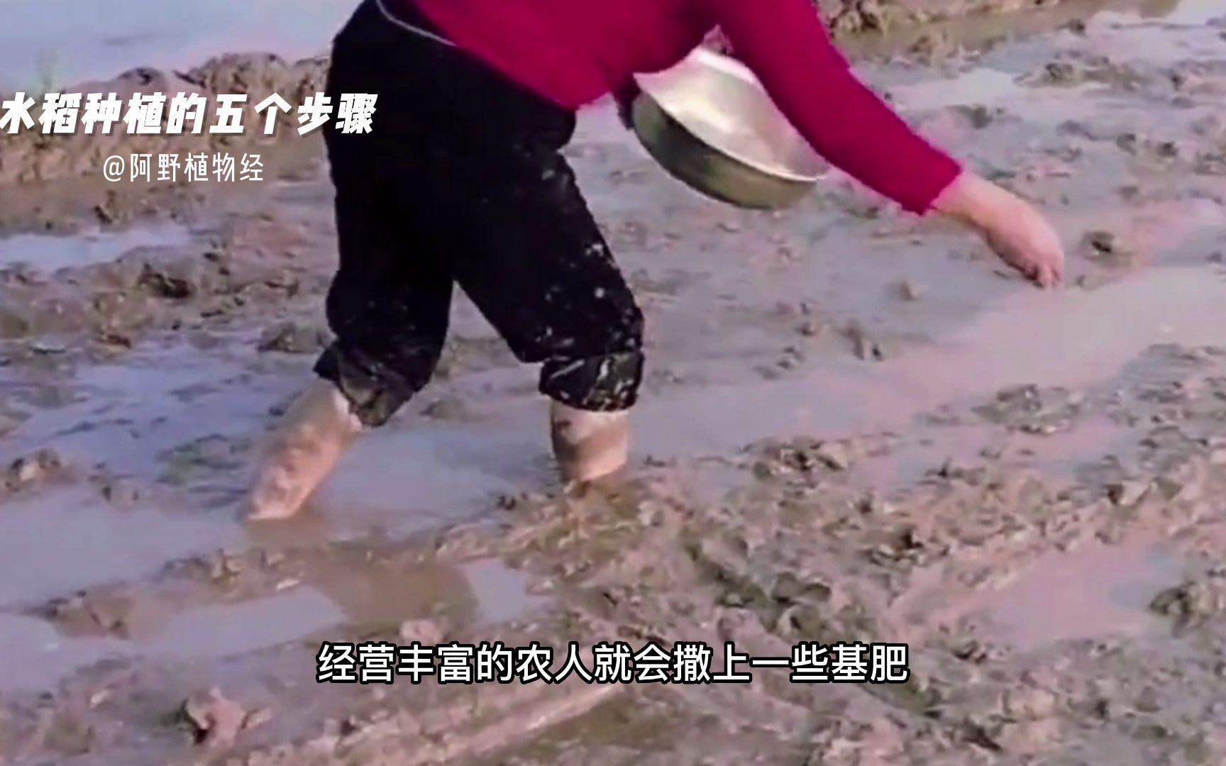 种植水稻的五个步骤,老农人们大概清楚