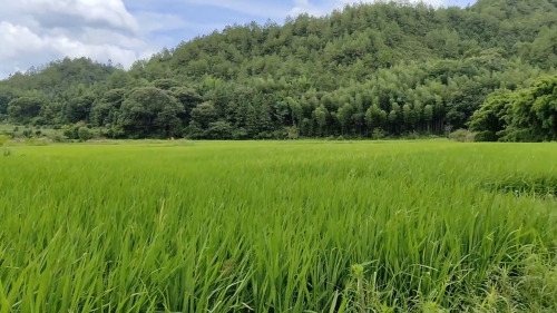 农村常见的曼陀罗,花香吸多了会产生幻觉,3颗种子能毒死一头牛