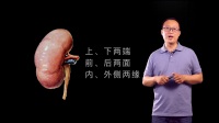 李杰-肾的位置以及形态