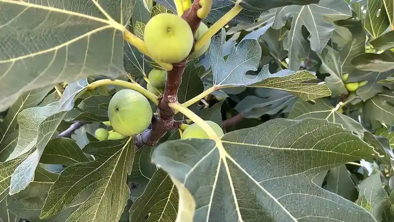无花果树真的不开花吗?揭开无花果的神秘面纱!