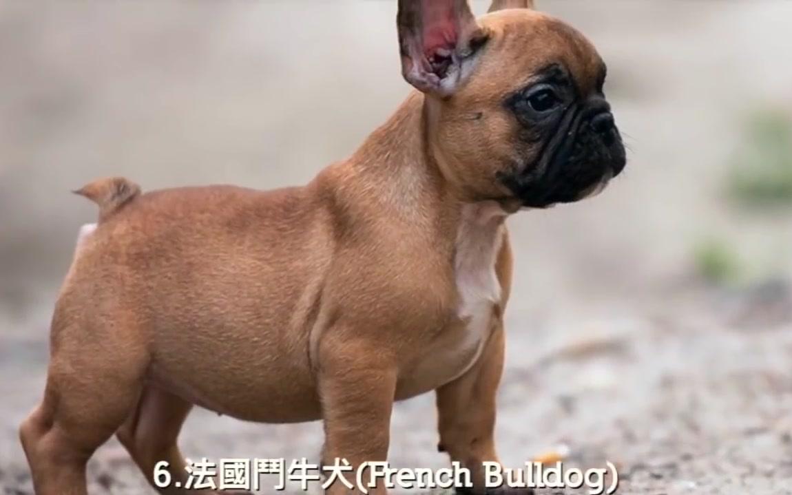 12种最适合家养的狗