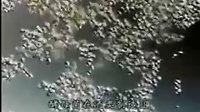 微生物世界_标清