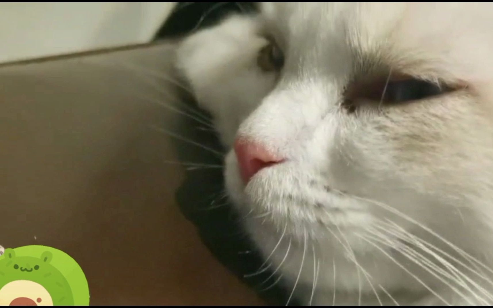 去看大佬家可爱的萌宠物小猫咪2