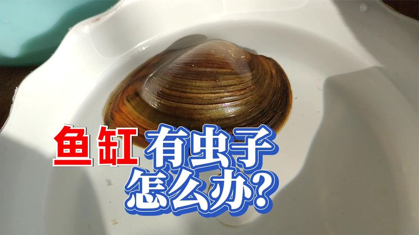 鱼缸有虫子怎么办?鱼缸里小虫的3种来源,野采水草除虫消毒方法