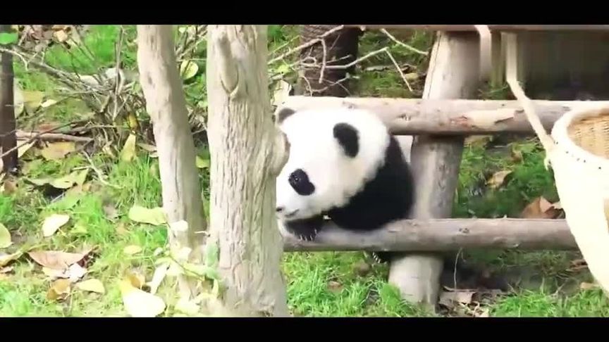 话说熊猫:国宝大熊猫到底是熊科,还是猫科