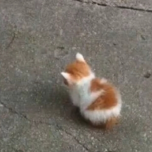 --飞狮-- 