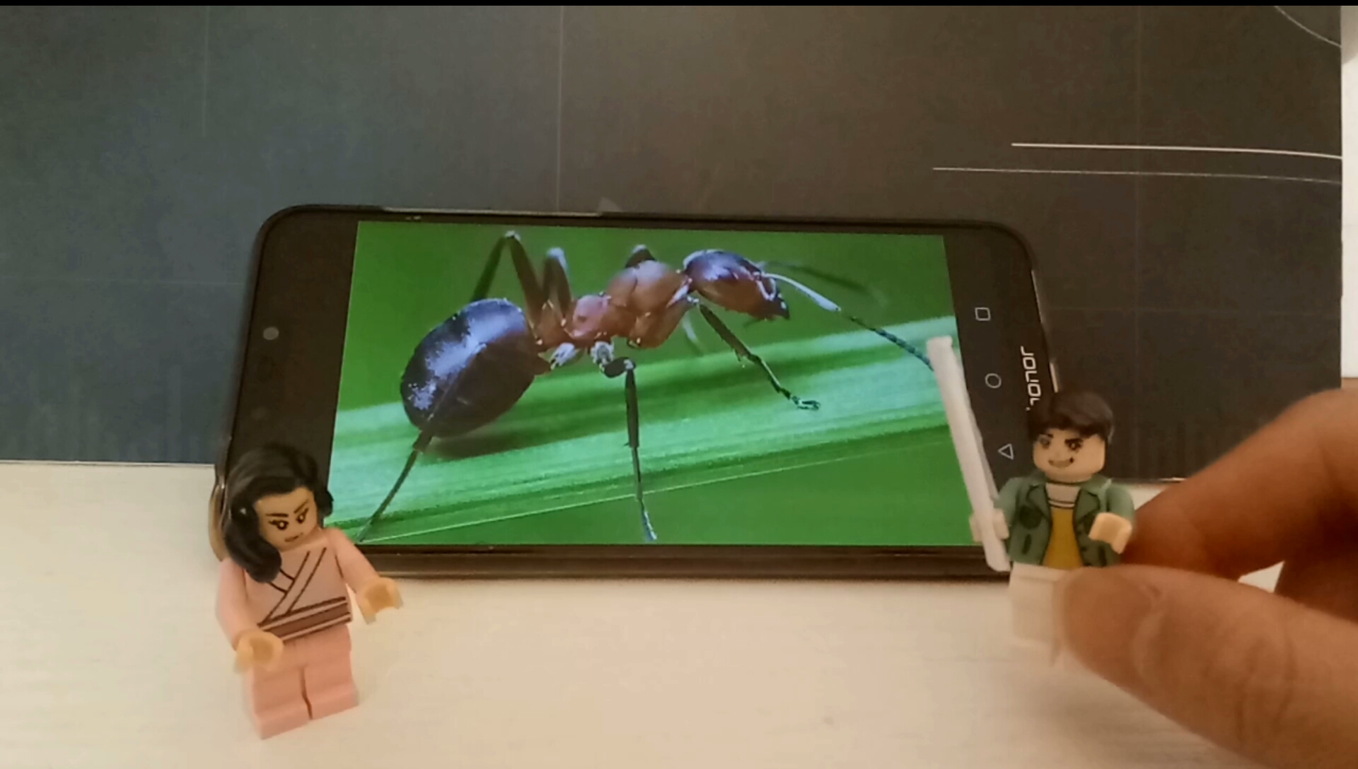 蚂蚁是怎样互通信息的?