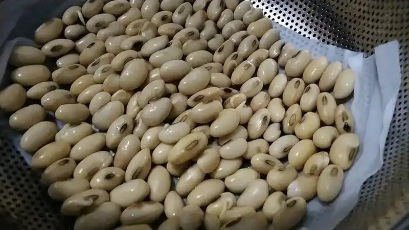 圣诞节,自家非转基因黄豆发芽第五天,看看零下的天能不能发成功