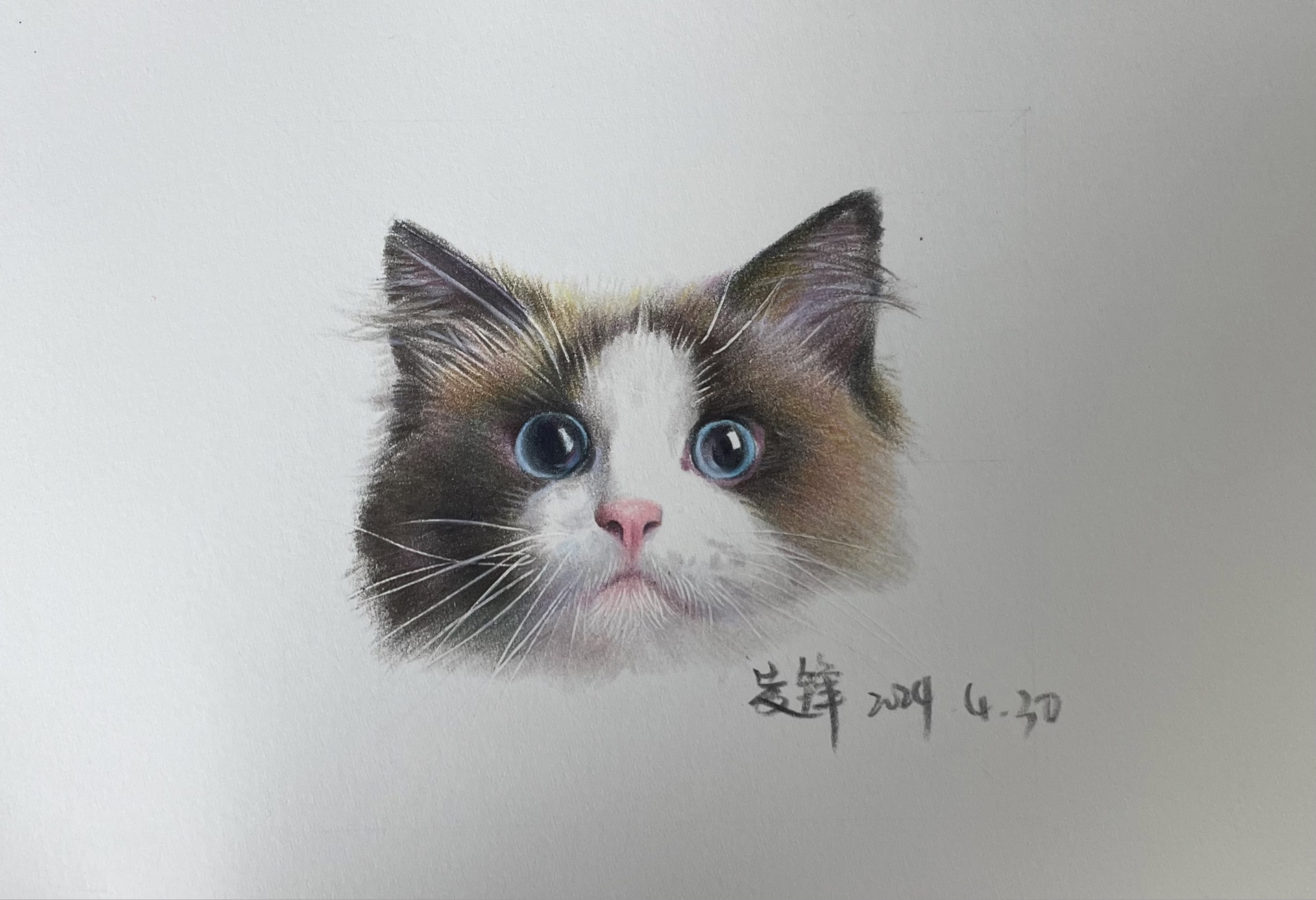 全B站最详细的画画过程,教零基础小白如何画可爱的猫咪