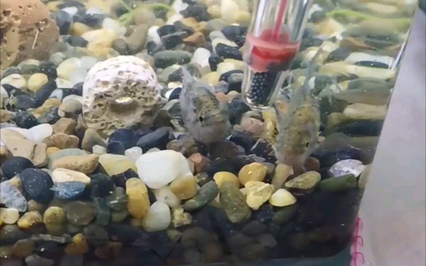 【斗鱼日常】斗鱼患上水霉病了,加温加盐加土霉素,希望能救回来