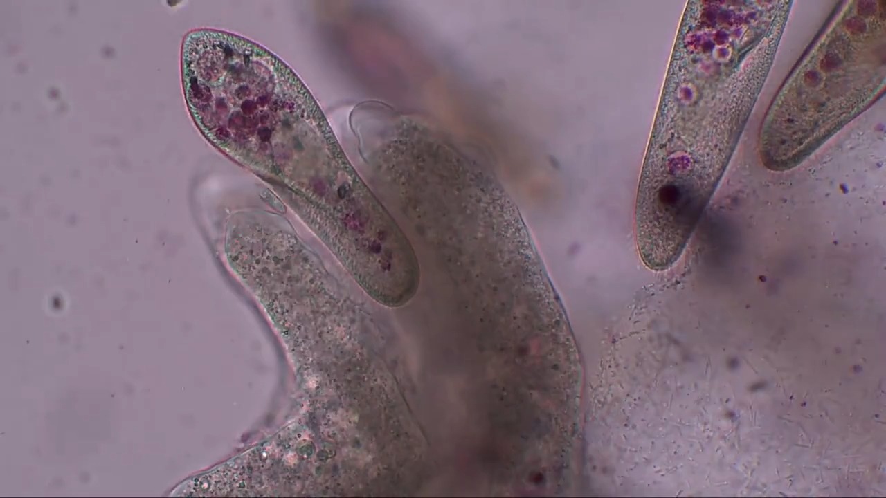 细胞是生命活动基本单位配套视频-2024-2025学年高一上学期生物人教...
