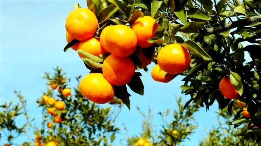 农户如何选择生物刺激素,生产出绿色产品,提高产量?