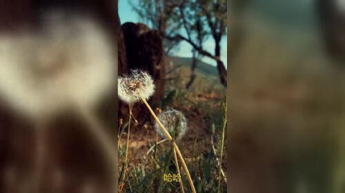 植物妈妈传播种子的方法