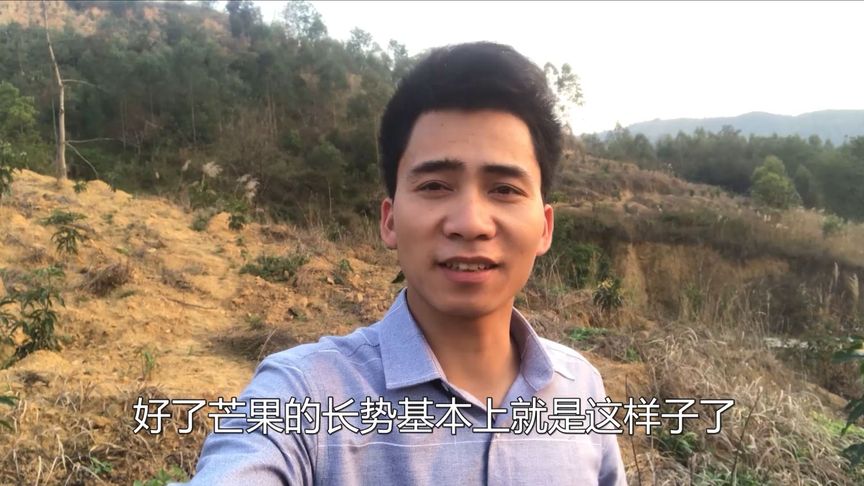 种了1年的芒果树,已经花去50万,如今长成这样,到底值不值?