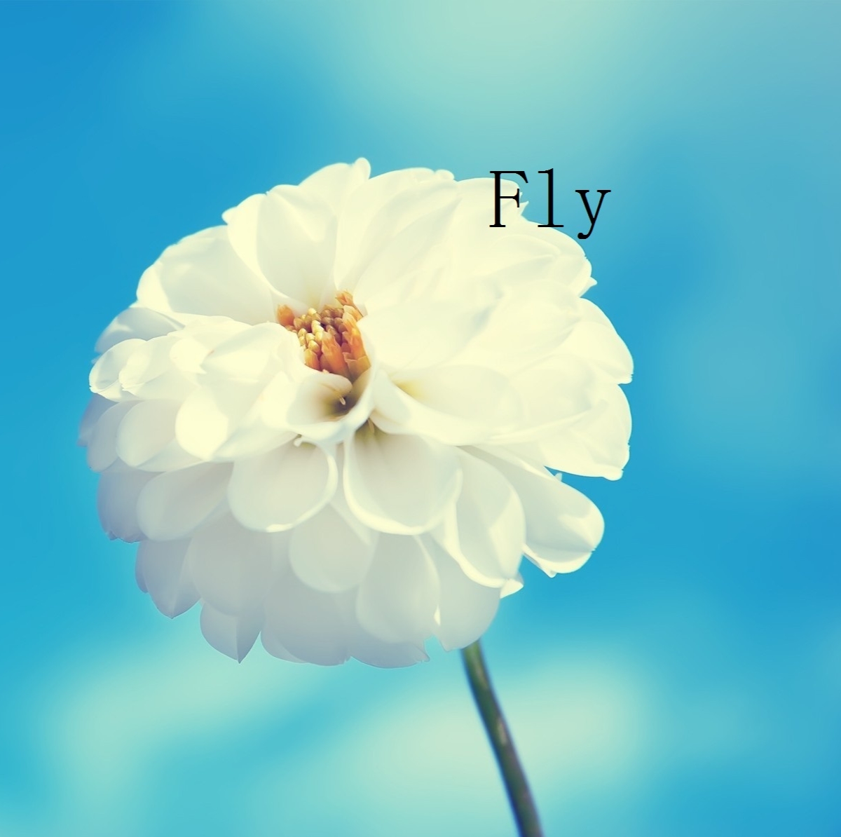 Fly和他的好朋友们 