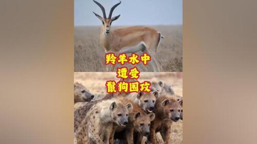 草原的食物链#动物解说 #野生动物零距离 #弱肉强食的动物世界