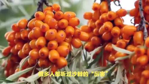 沙棘不是神药!揭秘真实功效与正确吃法,吃错反伤身