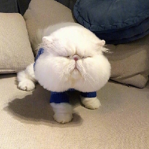 诡之推 