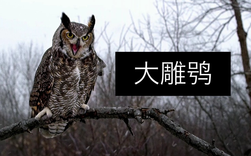 保护动物—大雕鸮(ps:一个眼神秒杀你( •̀∀•́ )