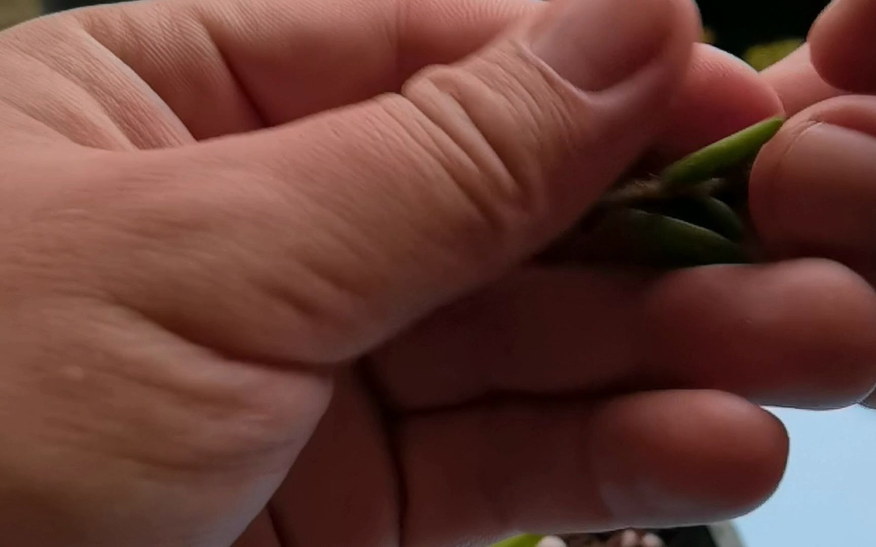 用芦荟砧木嫁接太阳花,一棵芦荟上开出五颜六色的花,你期待吗?