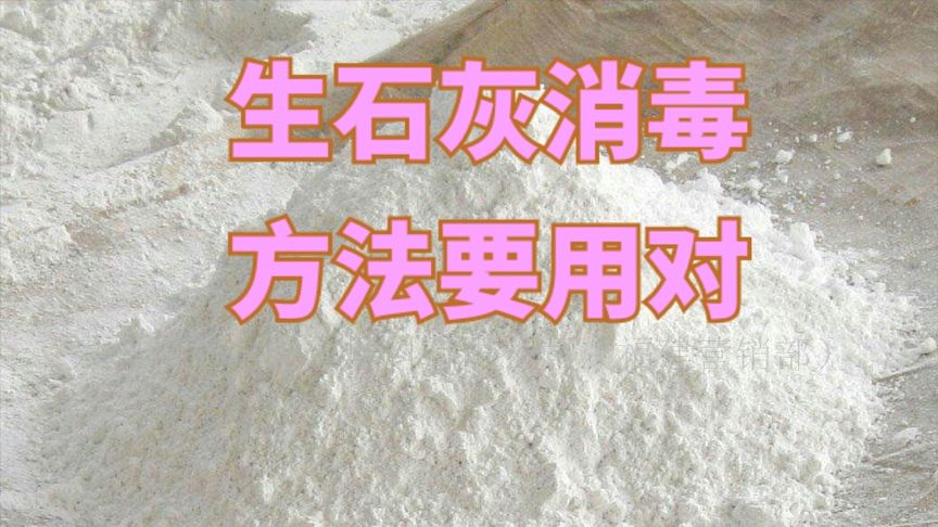 生石灰消毒,撒在鸡舍就行?那是没有一点效果的,看看正确方法!