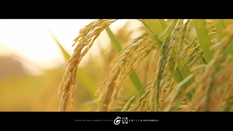秋天的柳州金黄色的稻田,一派丰收景象