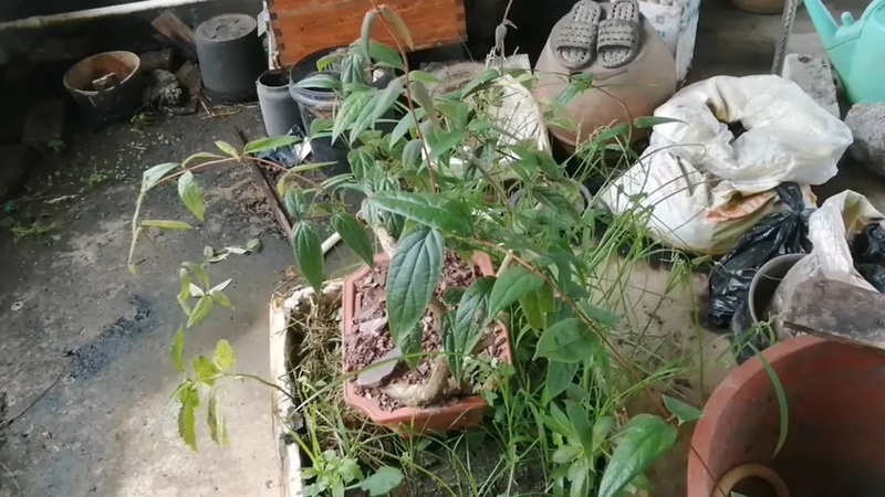 金银花/忍冬藤/有喜欢的吗?