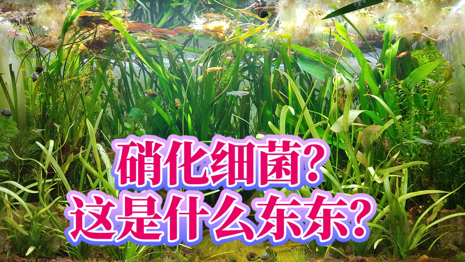 硝化细菌是什么?没听说过!开缸神物硝化细菌,真有必要添加吗?古法...