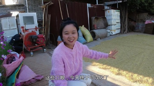 这样收稻谷第一次见,省时又省力,一人干活全家休息,太牛了