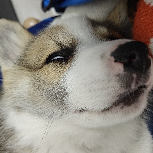 红焰莲花 