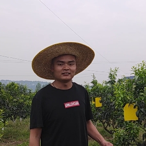 调茶橘 