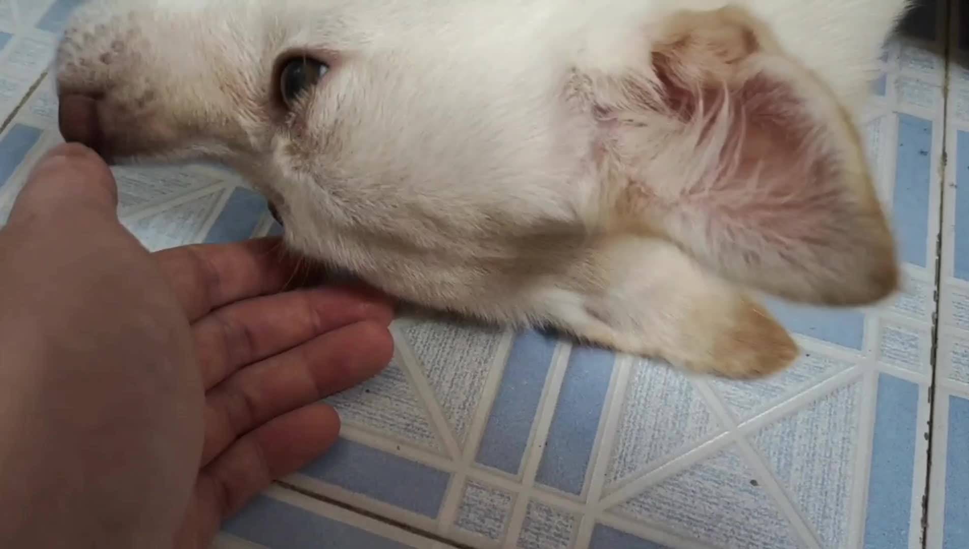 云吸最爱笑的狗狗小白,刚戴上牵狗绳准备带它出去玩,