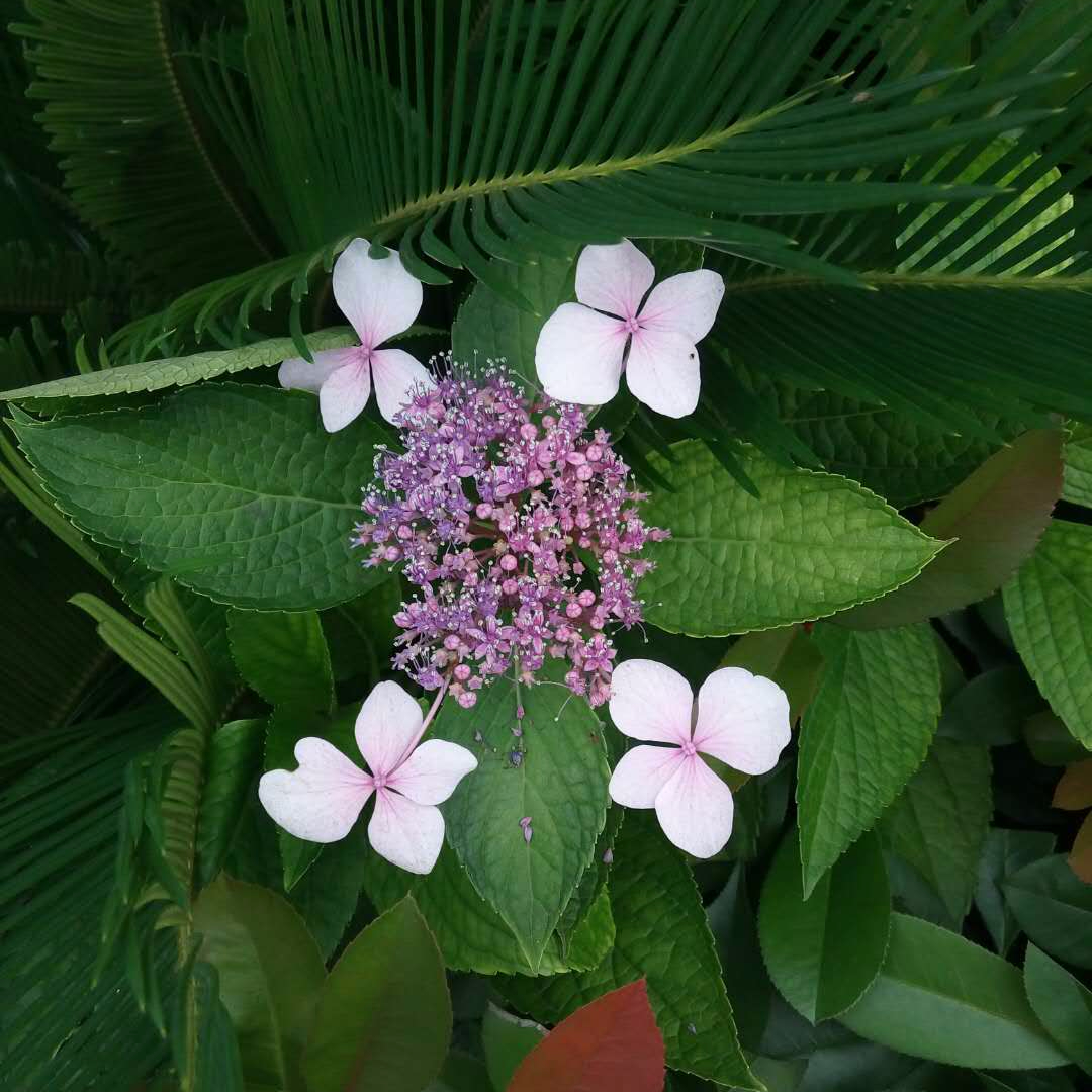 带着梦想贩卖机去旅行 