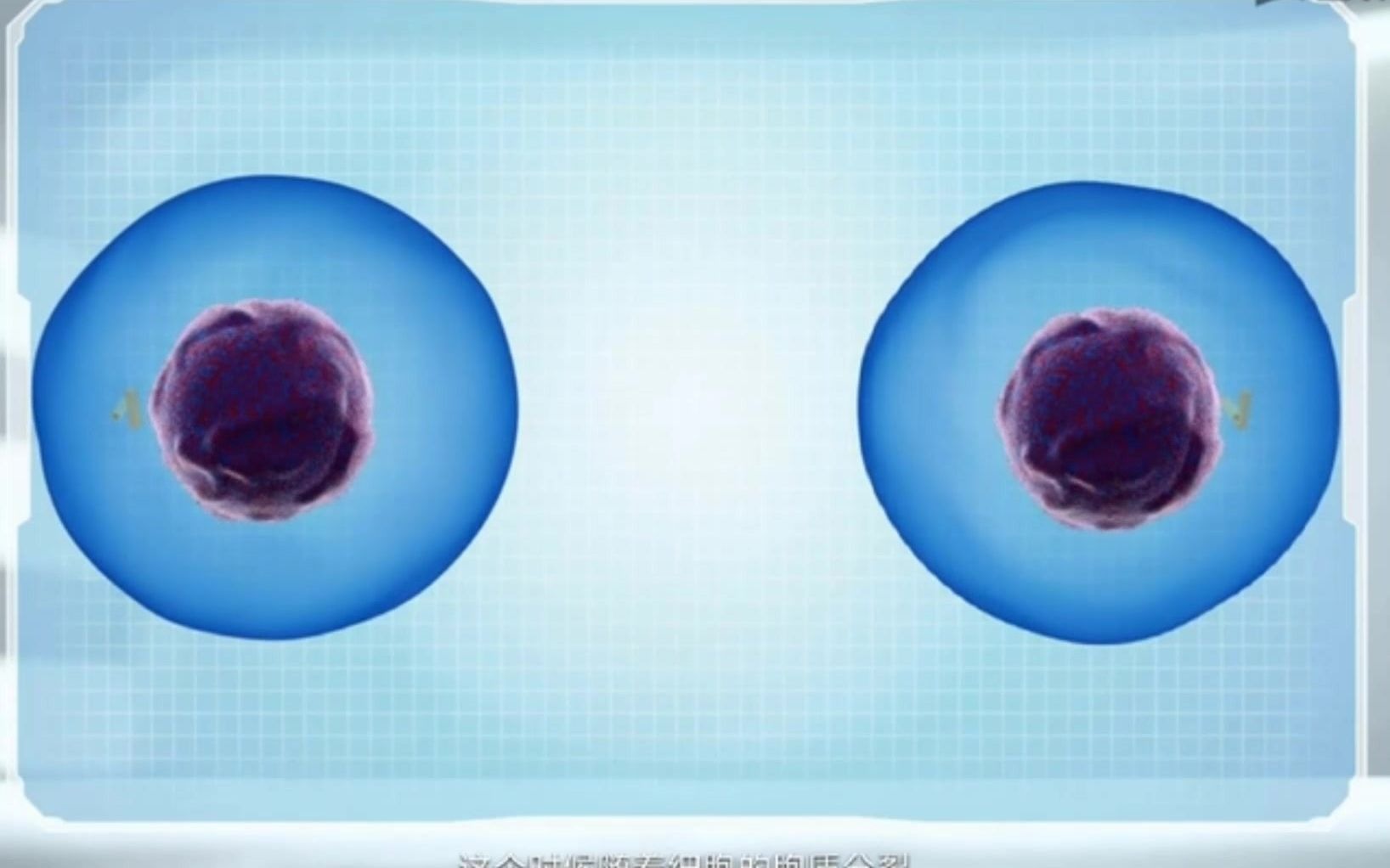 细胞分裂过程中染色体变化(大学版)