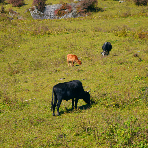 少年洋葱和胡萝卜 