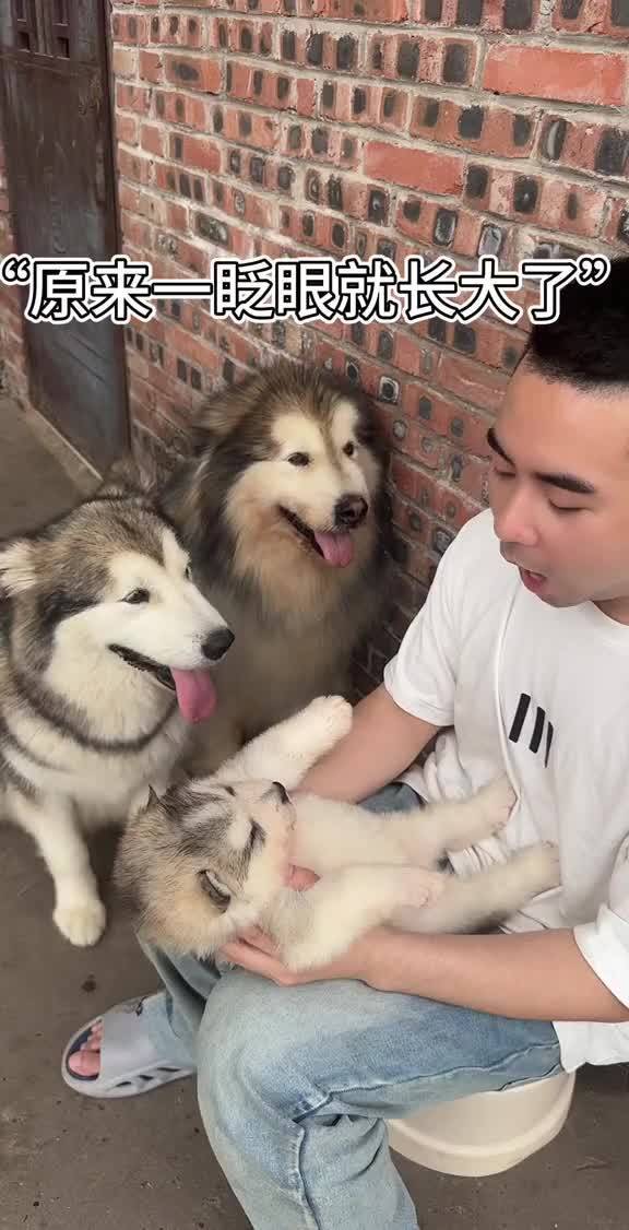 一转眼我的修狗就长大了