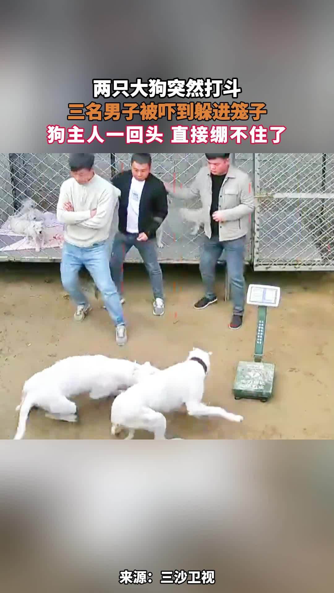 两只大狗打斗,三男子被吓到躲进笼子,狗主人一回头直接绷不住了