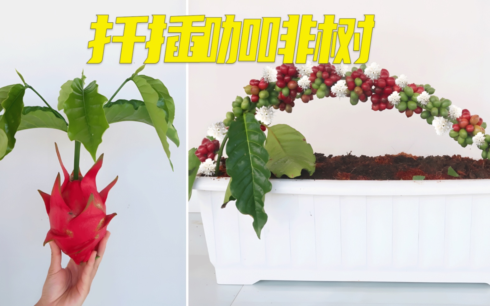 在家也能种植咖啡树,以后不用花钱买咖啡豆了,赶快回家试试