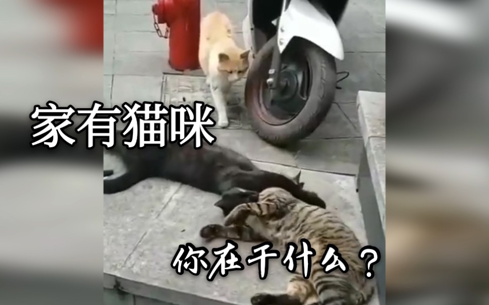 猫: 嗯,你在这干什么?——【家有猫咪】