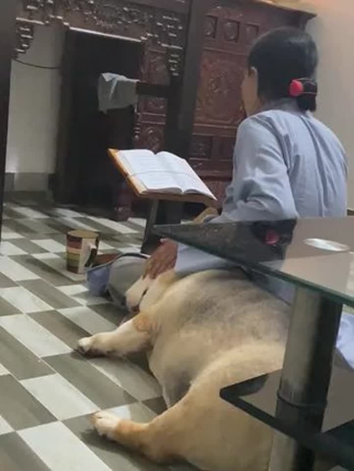 这比捻佛珠有意思多了 #狗狗 #柯基 #萌宠 #宠物