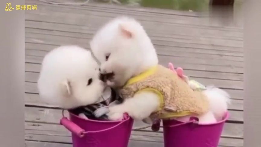 可爱的小动物们的表演开始了,给你们展示可爱的一面。