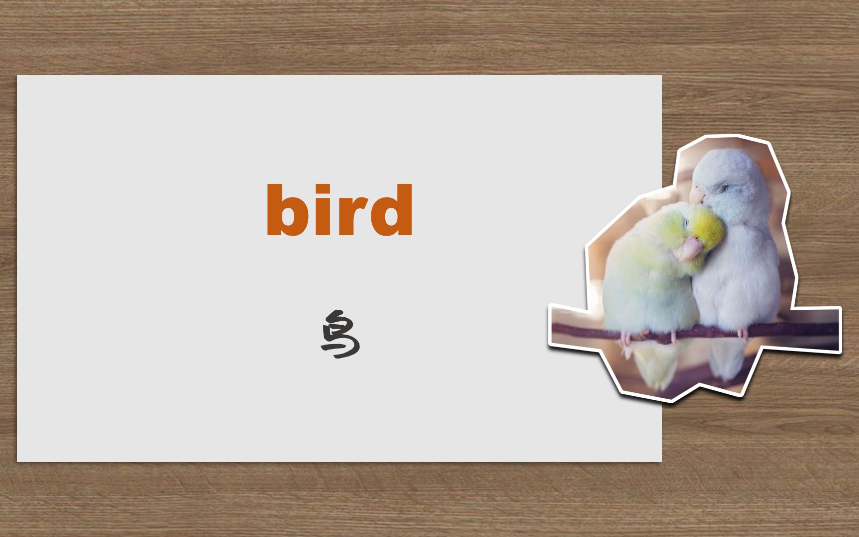 趣味英语/第十七期/bird鸟