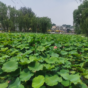 xiaochong2208 