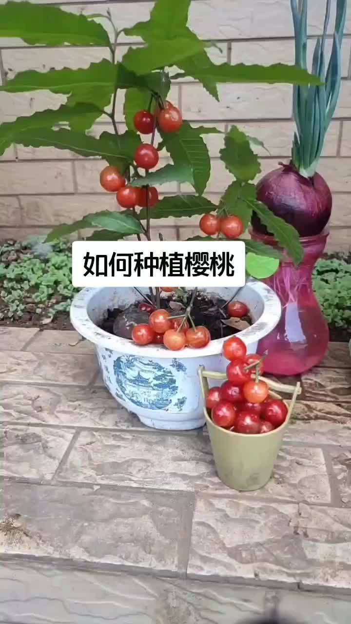 种植樱桃种植技术 种植小技巧